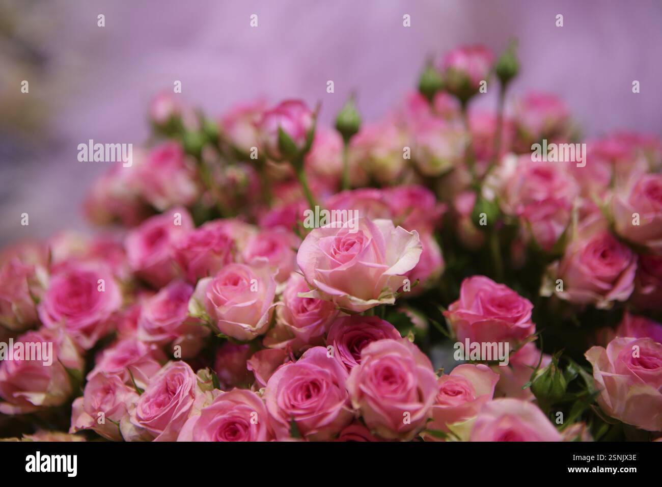 Pink roses Bouquet of roses with bokeh Stock Photo - Alamy