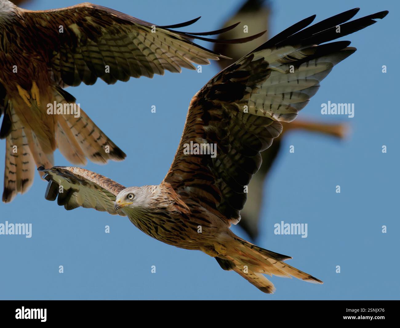 Red Kite, Gigrin Farm Rhayader Wales Stock Photo - Alamy