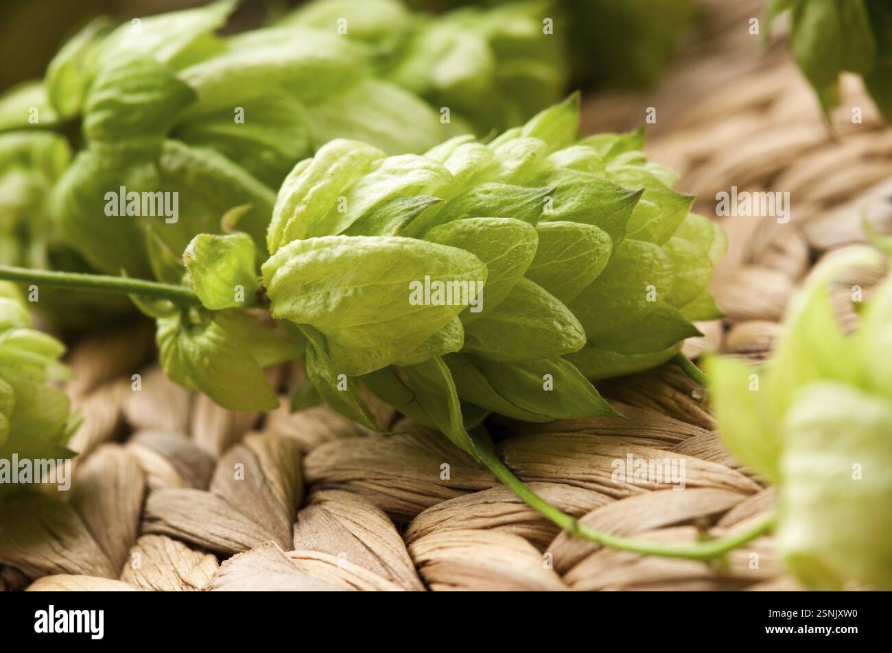 Hop cone and leaves, poland Stock Photo - Alamy