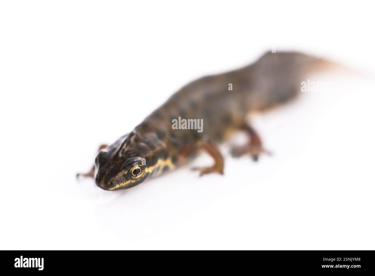 Smooth newt on white background Stock Photo - Alamy