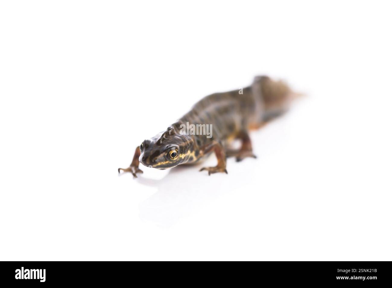 Smooth newt on white background Stock Photo - Alamy