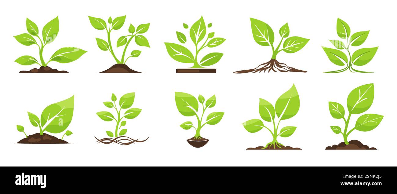 Fresh green seedlings illustrating the stages of growth and renewal in ...