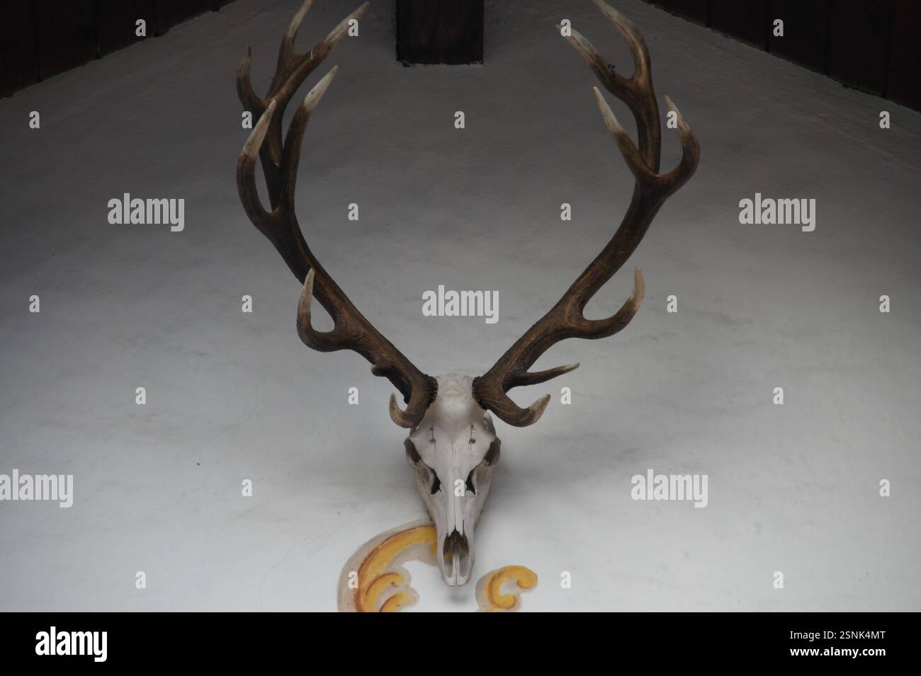 A large mounted red deer stag skull with impressive antlers hangs on a ...