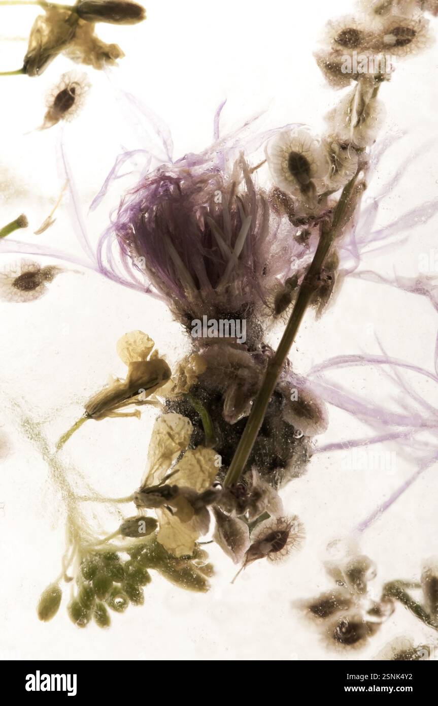 Frozen flowers. blossoms in the ice cube, poland Stock Photo - Alamy