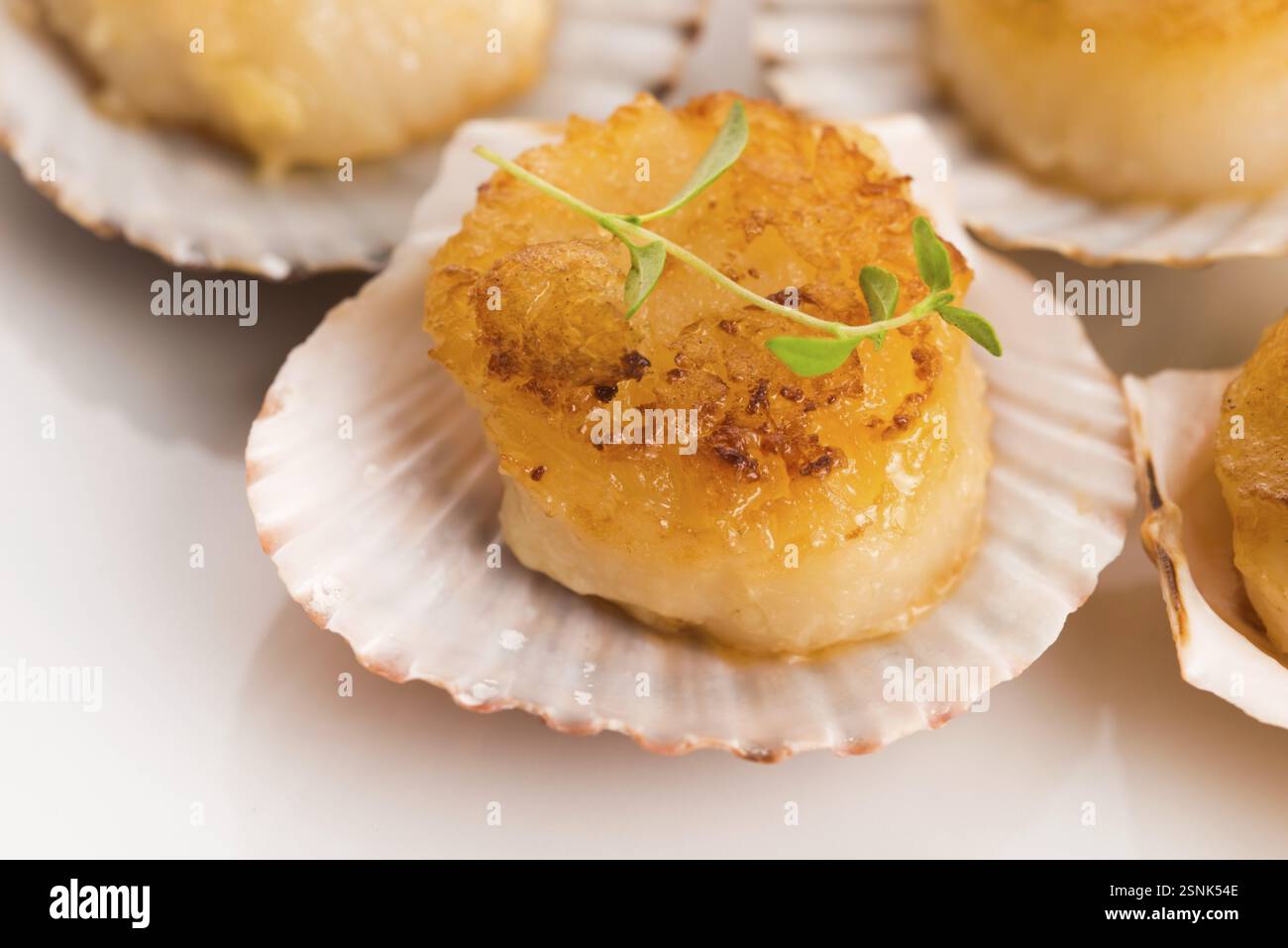 Pecten jacobaeus hi-res stock photography and images - Alamy
