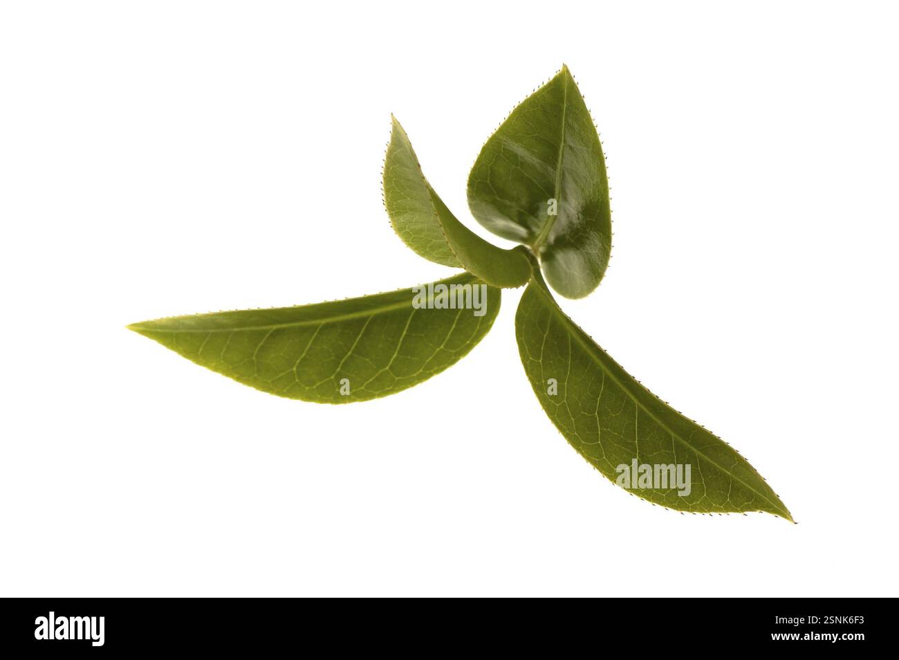 Tea branch hi-res stock photography and images - Alamy