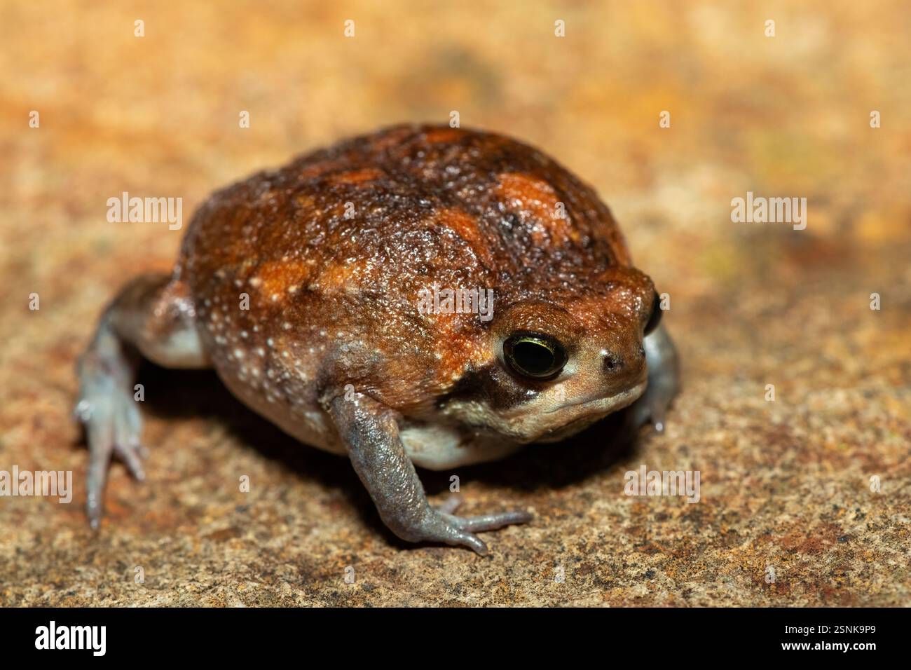 A cute bushveld rain frog (Breviceps adspersus) in the wild Stock Photo ...