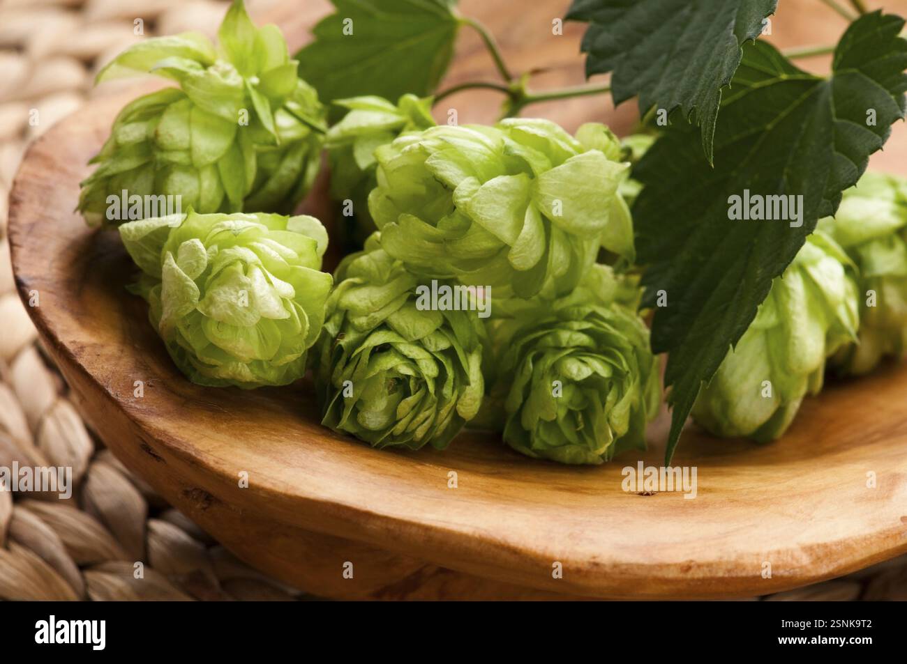 Hop cone and leaves, poland Stock Photo - Alamy