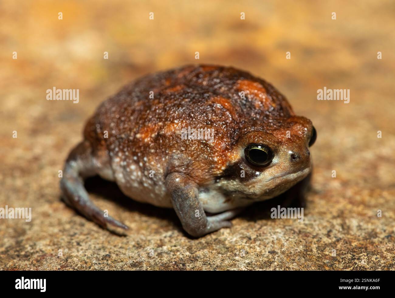 A cute bushveld rain frog (Breviceps adspersus) in the wild Stock Photo ...