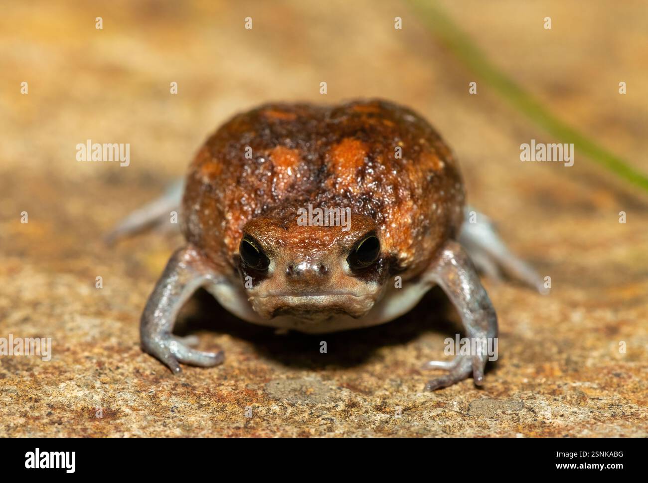 A cute bushveld rain frog (Breviceps adspersus) in the wild Stock Photo ...
