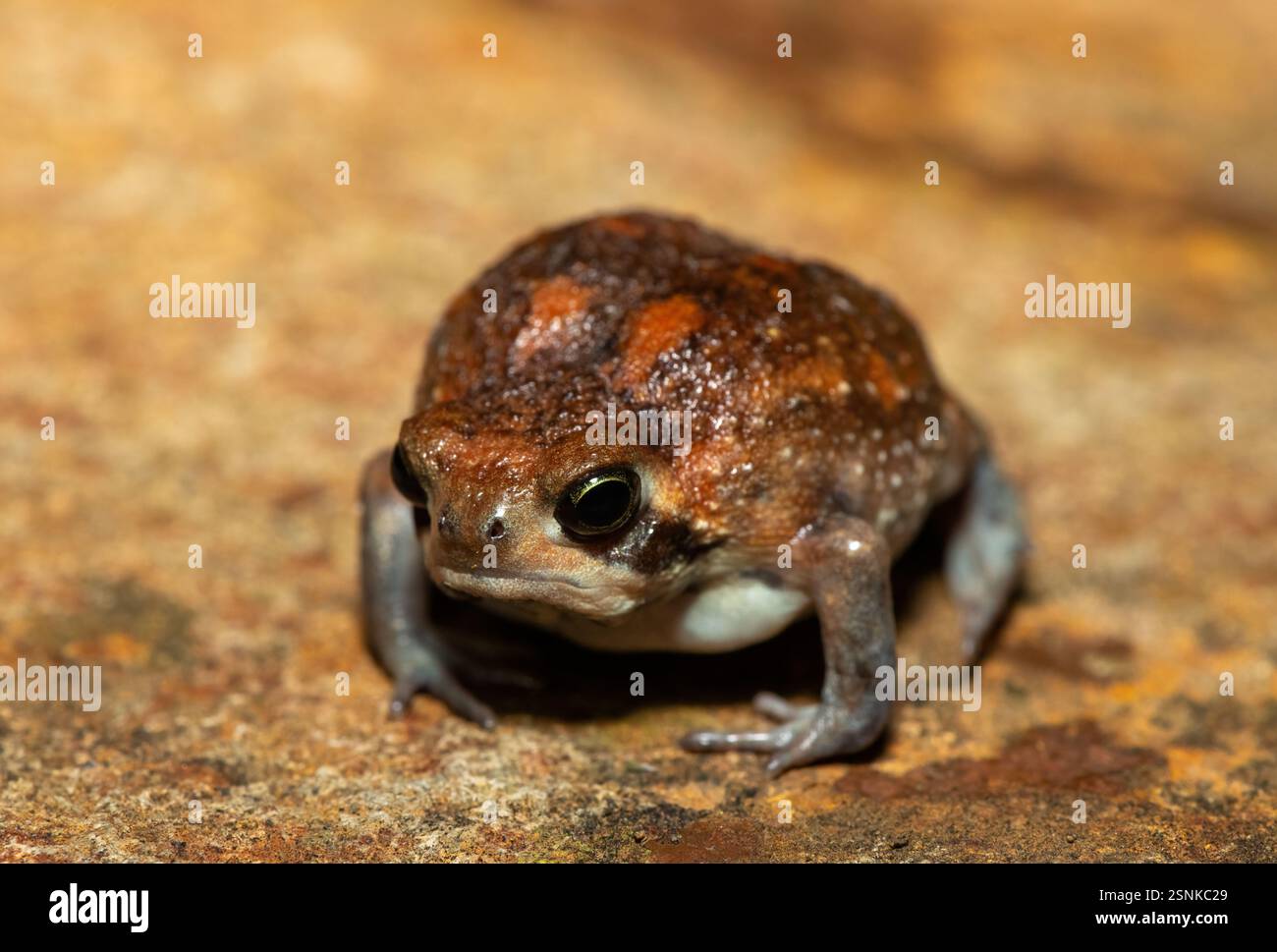A cute bushveld rain frog (Breviceps adspersus) in the wild Stock Photo ...