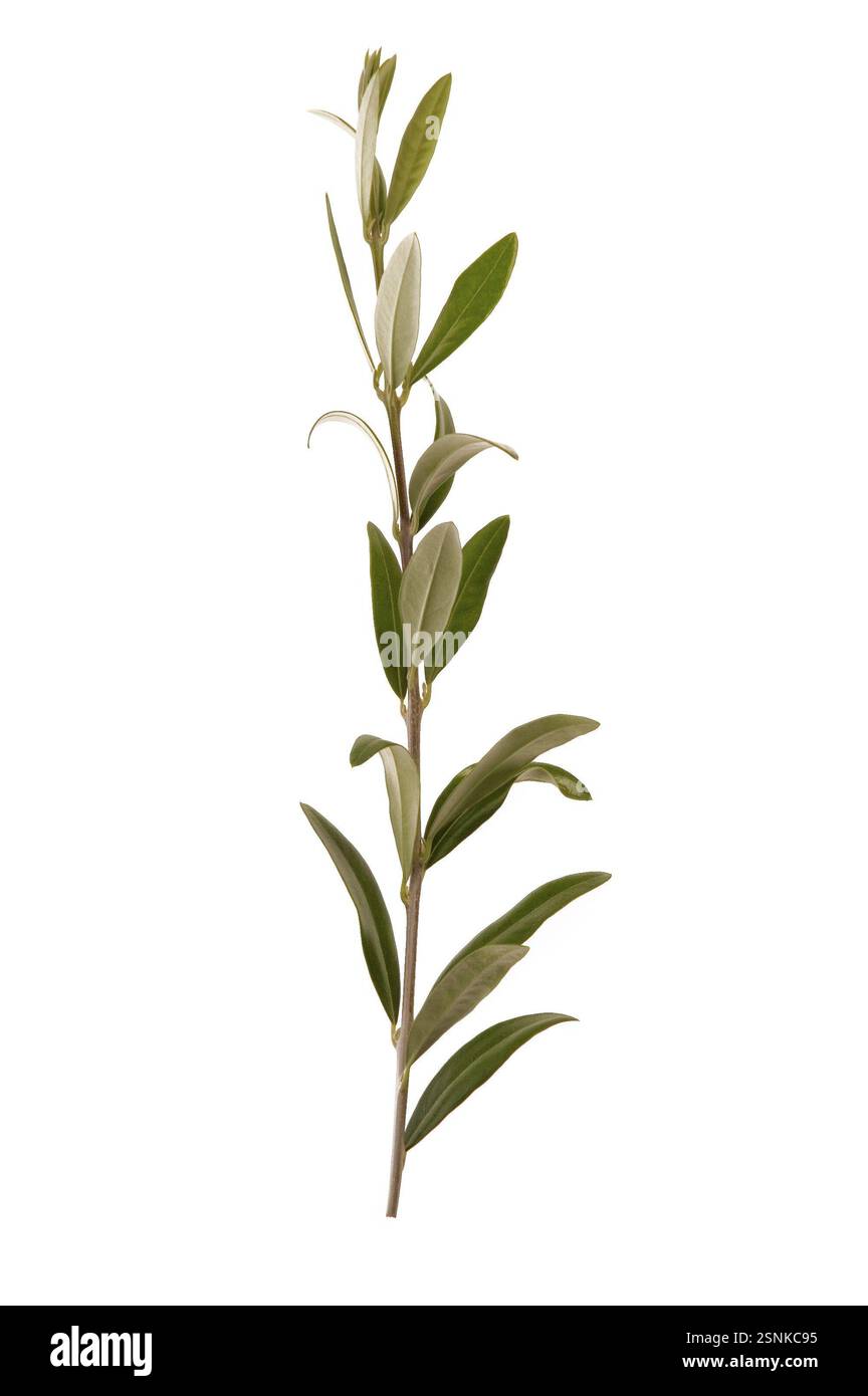 Olive branch isolated on the white background Stock Photo - Alamy