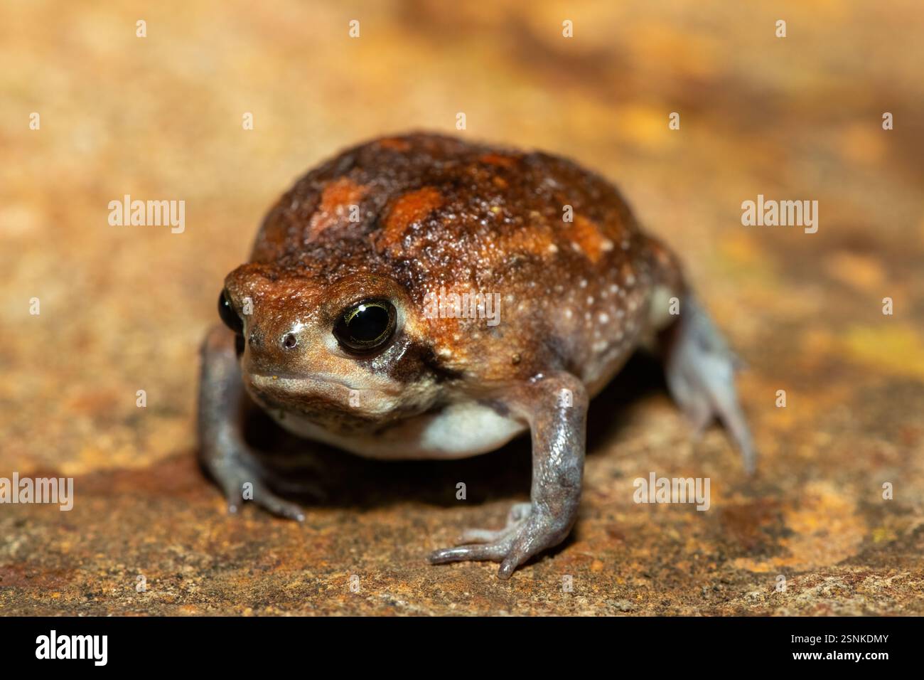 A cute bushveld rain frog (Breviceps adspersus) in the wild Stock Photo ...