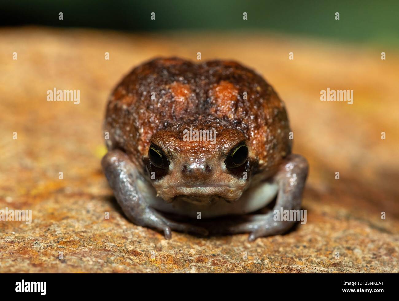 A cute bushveld rain frog (Breviceps adspersus) in the wild Stock Photo ...
