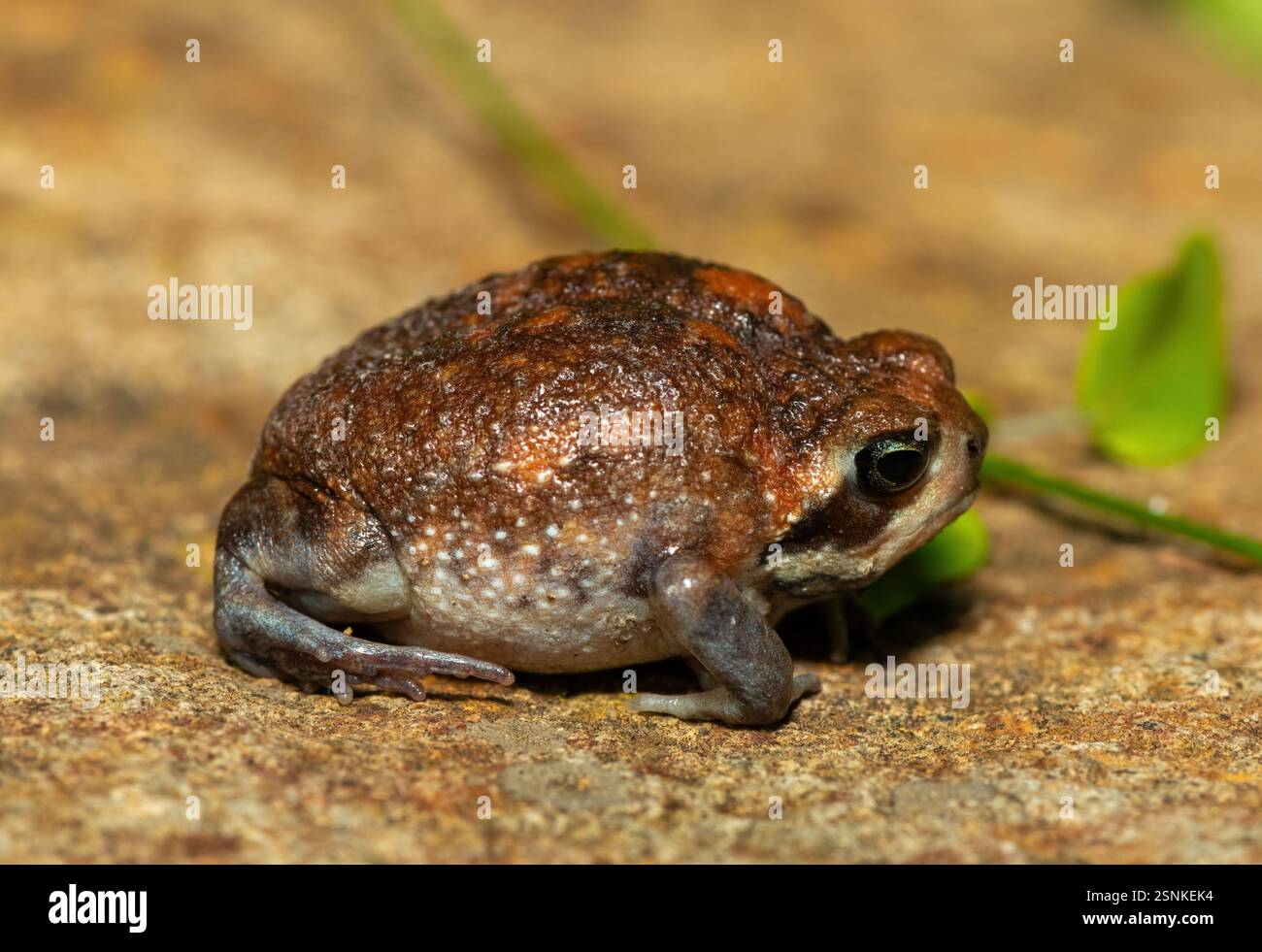 A cute bushveld rain frog (Breviceps adspersus) in the wild Stock Photo ...
