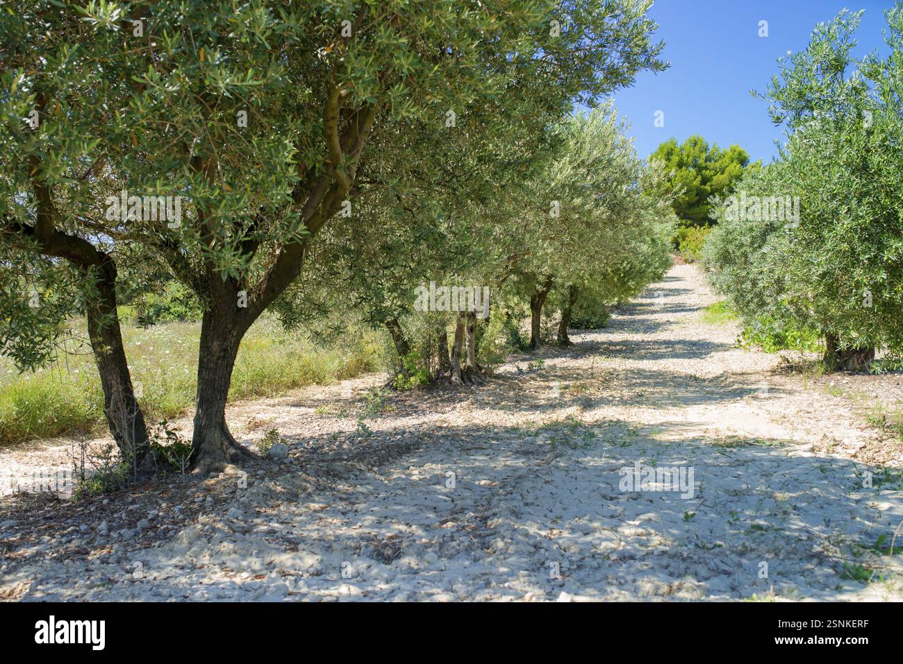 Olive tree plantation Stock Photo - Alamy