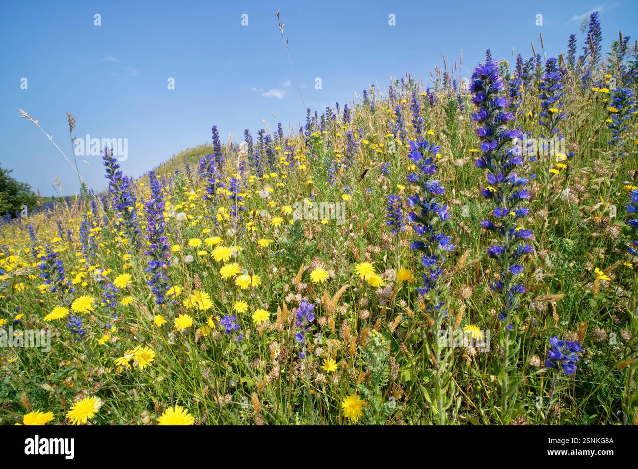 Viper’s bugloss (Echium vulgare) and Common Cat’s ear (Hypochaeris ...