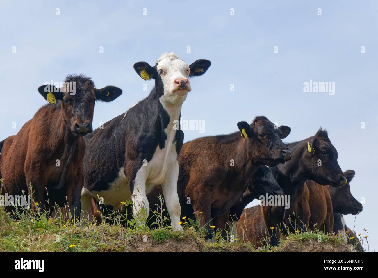 Cattle (Bos taurus) looking down from a low cliff edge, Cornwall, UK ...