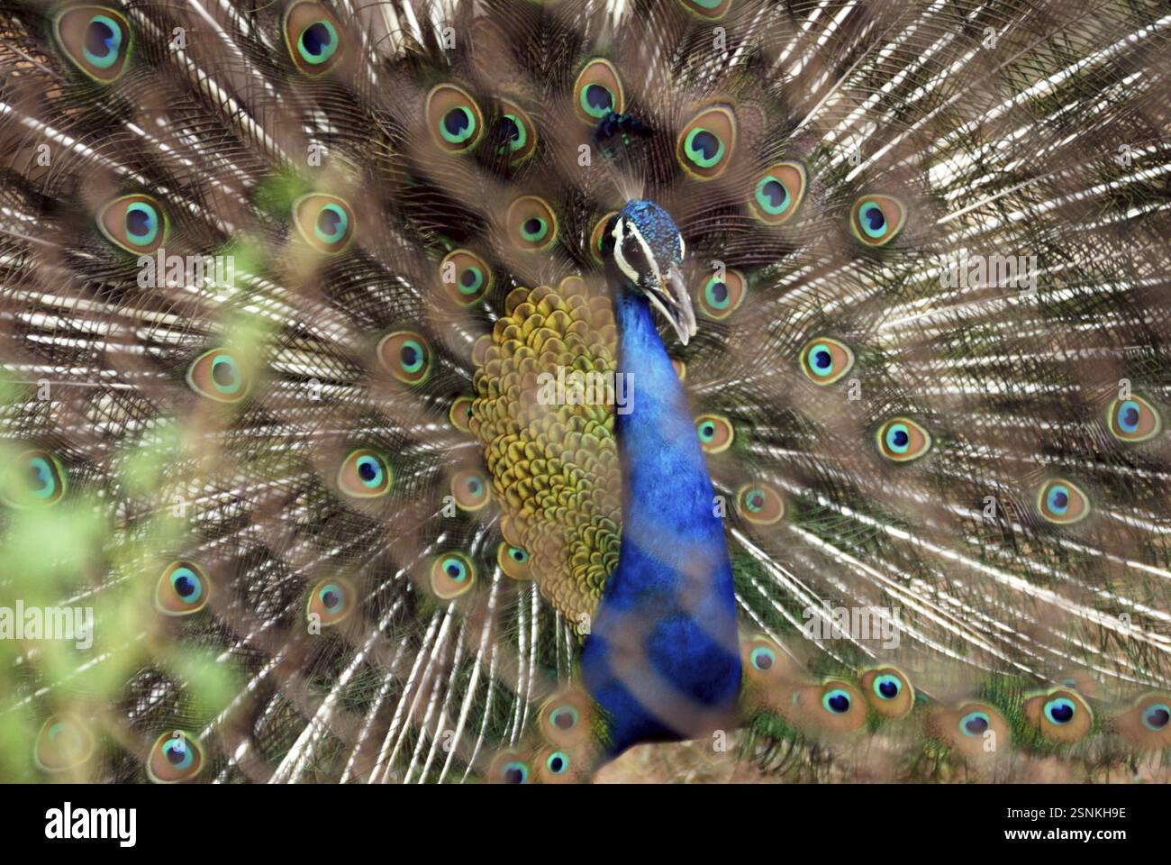 Bird, Peacock national bird dancing peacock with opened feather Stock ...