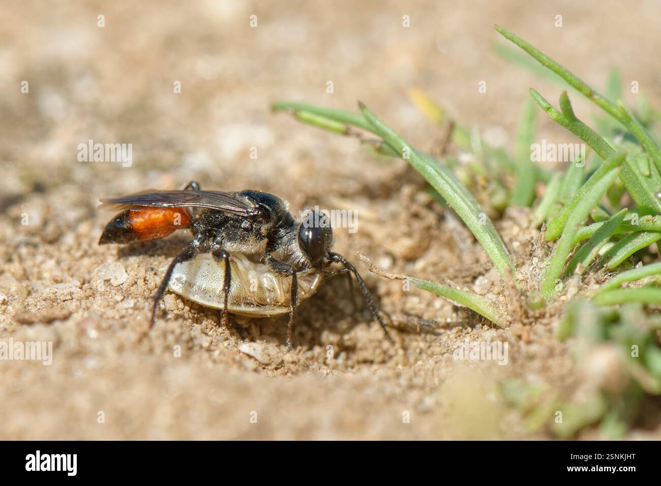 Shieldbug stalker wasp (Astata boops) dragging a paralysed Bishop’s ...