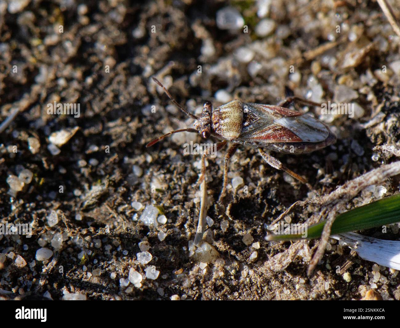 Stalk-eyed ground bug (Henestaris laticeps) adult, a rarely recorded ...