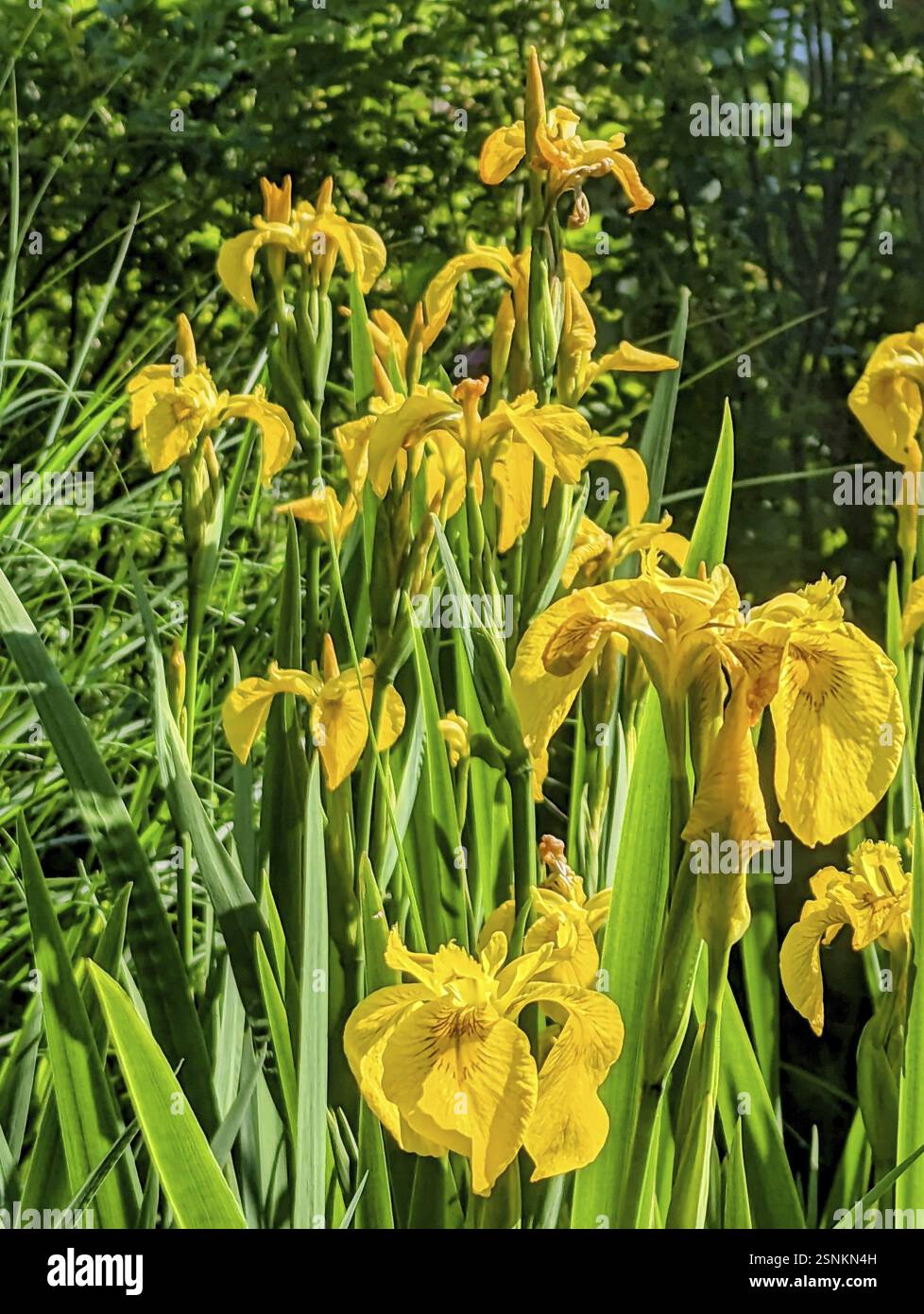 Blooming marsh iris (Iris pseudacorus) at a pond in the garden Stock ...