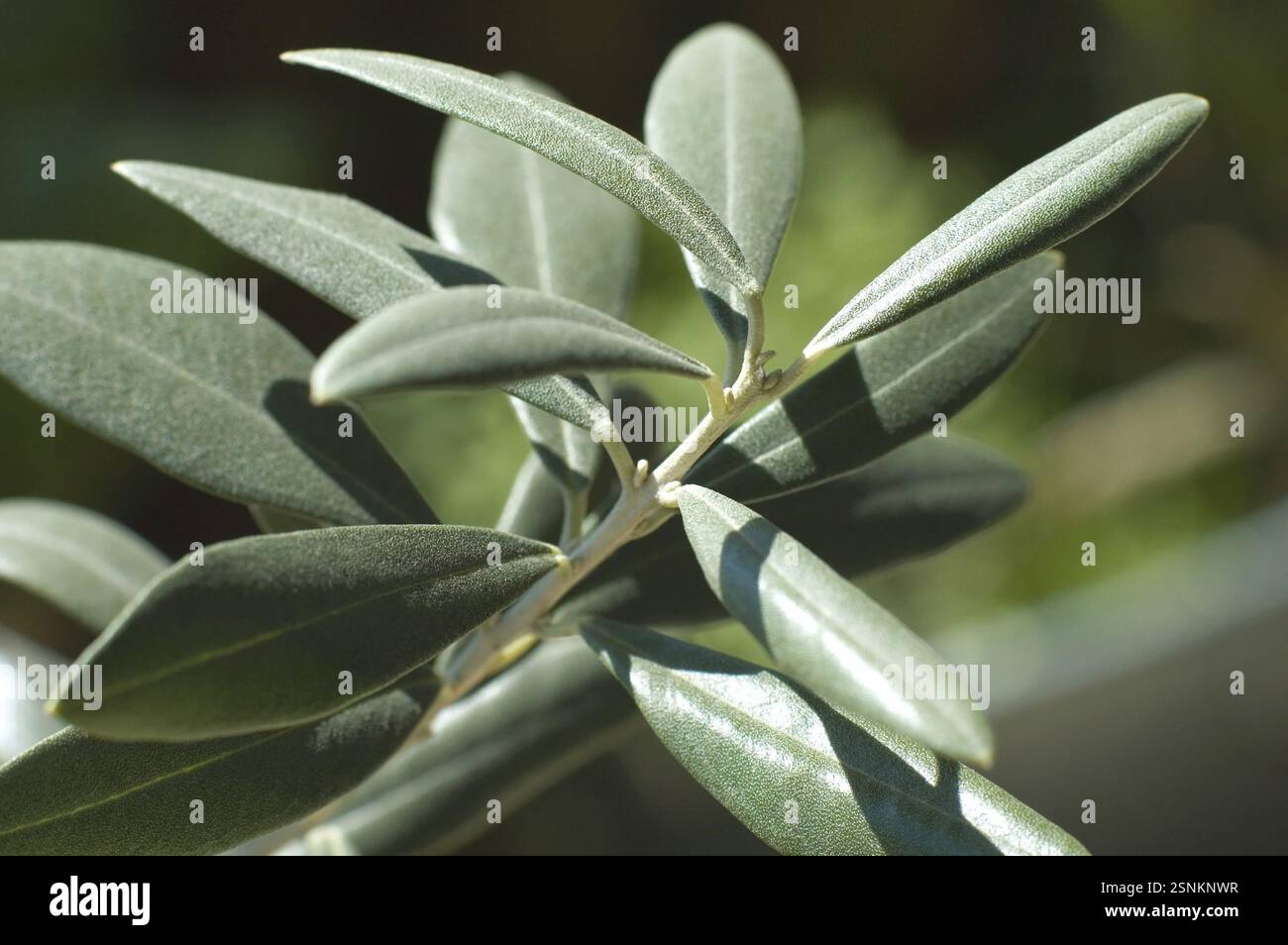 Peace sign. olive branch. summer scenic. classical greek Stock Photo ...