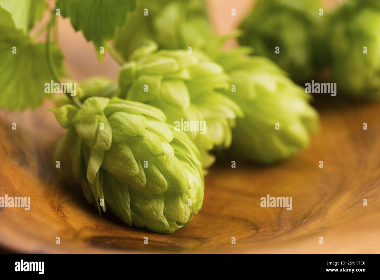 Fresh green hop cones Stock Photo - Alamy