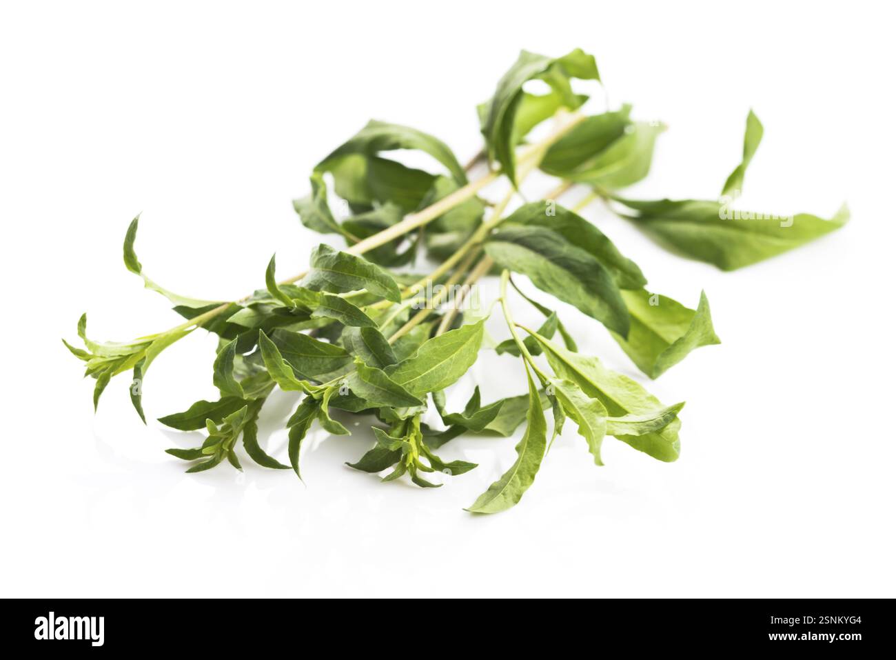 Goji leaf isolated on white background Stock Photo - Alamy