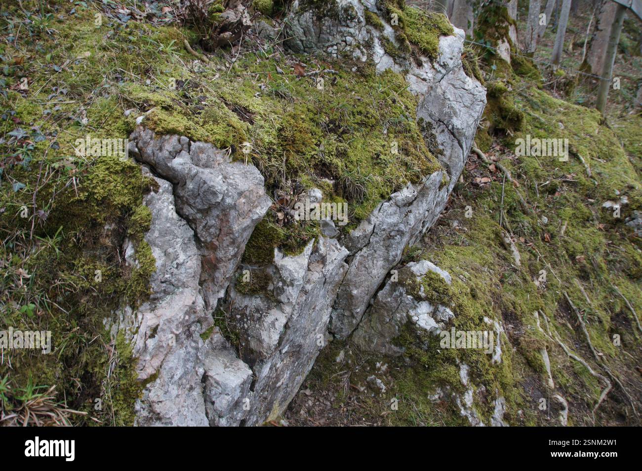 A moss-covered rock nestled deep in a German forest, near Munich, could ...