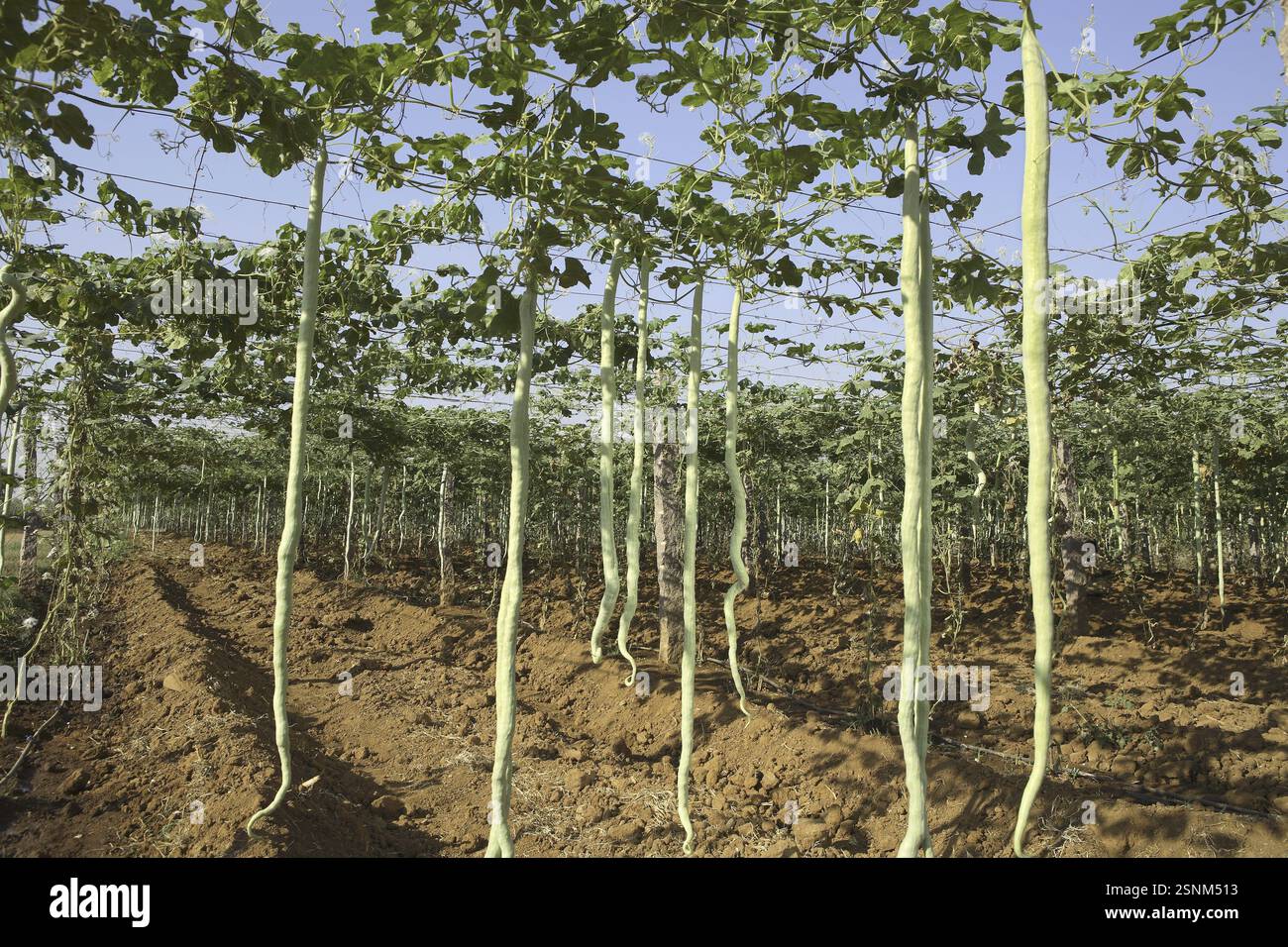 Vegetable, snake gourd, India, Asia Stock Photo - Alamy