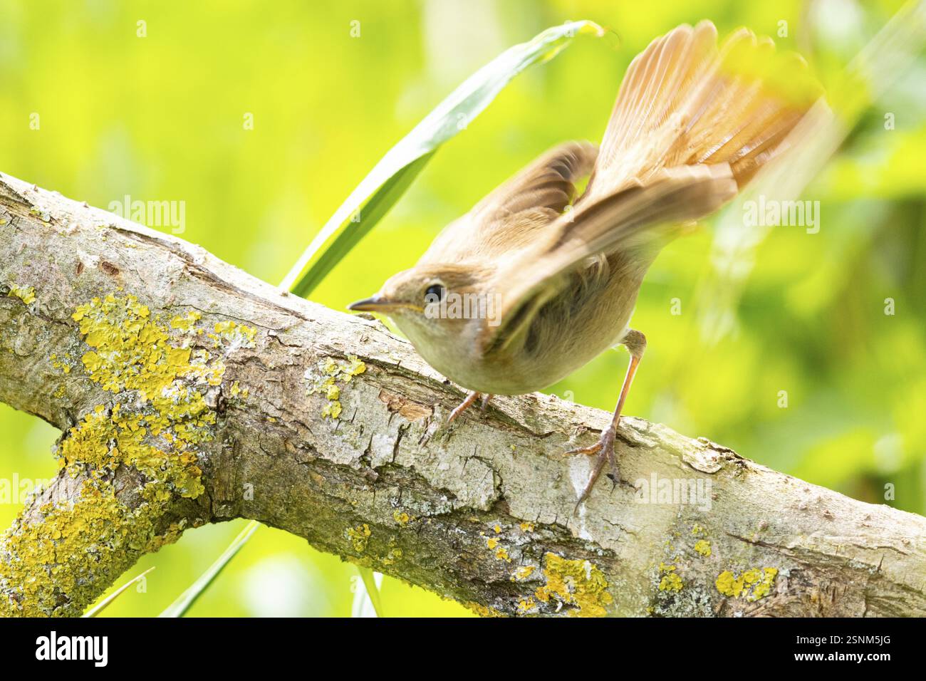 Nightingale habitat hi-res stock photography and images - Alamy