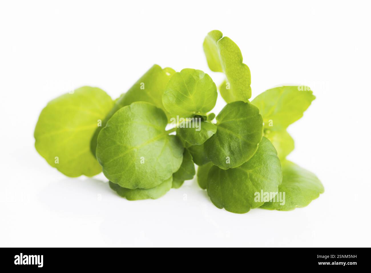 Watercress white background Cut Out Stock Images & Pictures - Alamy