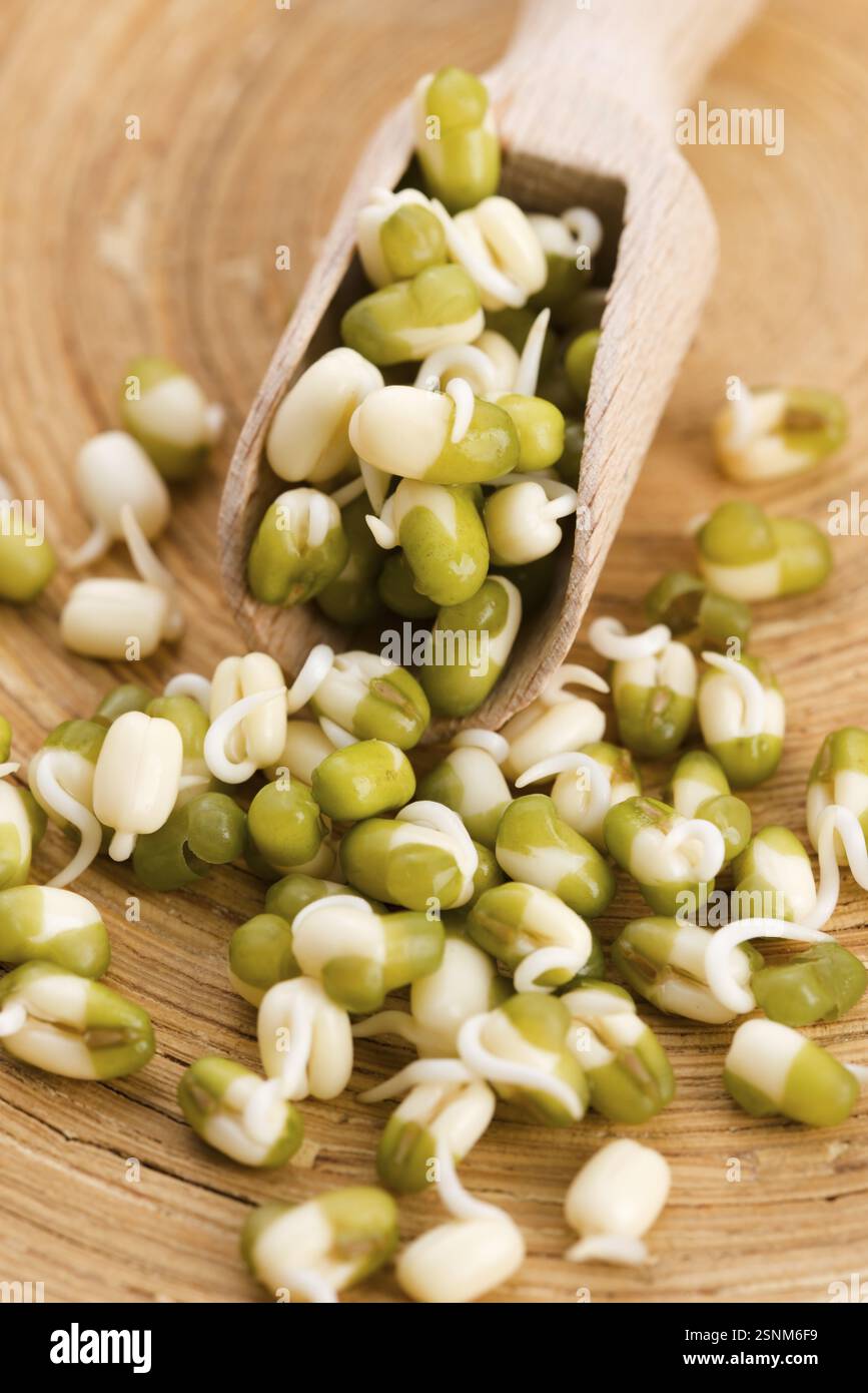 Sprouted mung beans, lodz, poland Stock Photo - Alamy