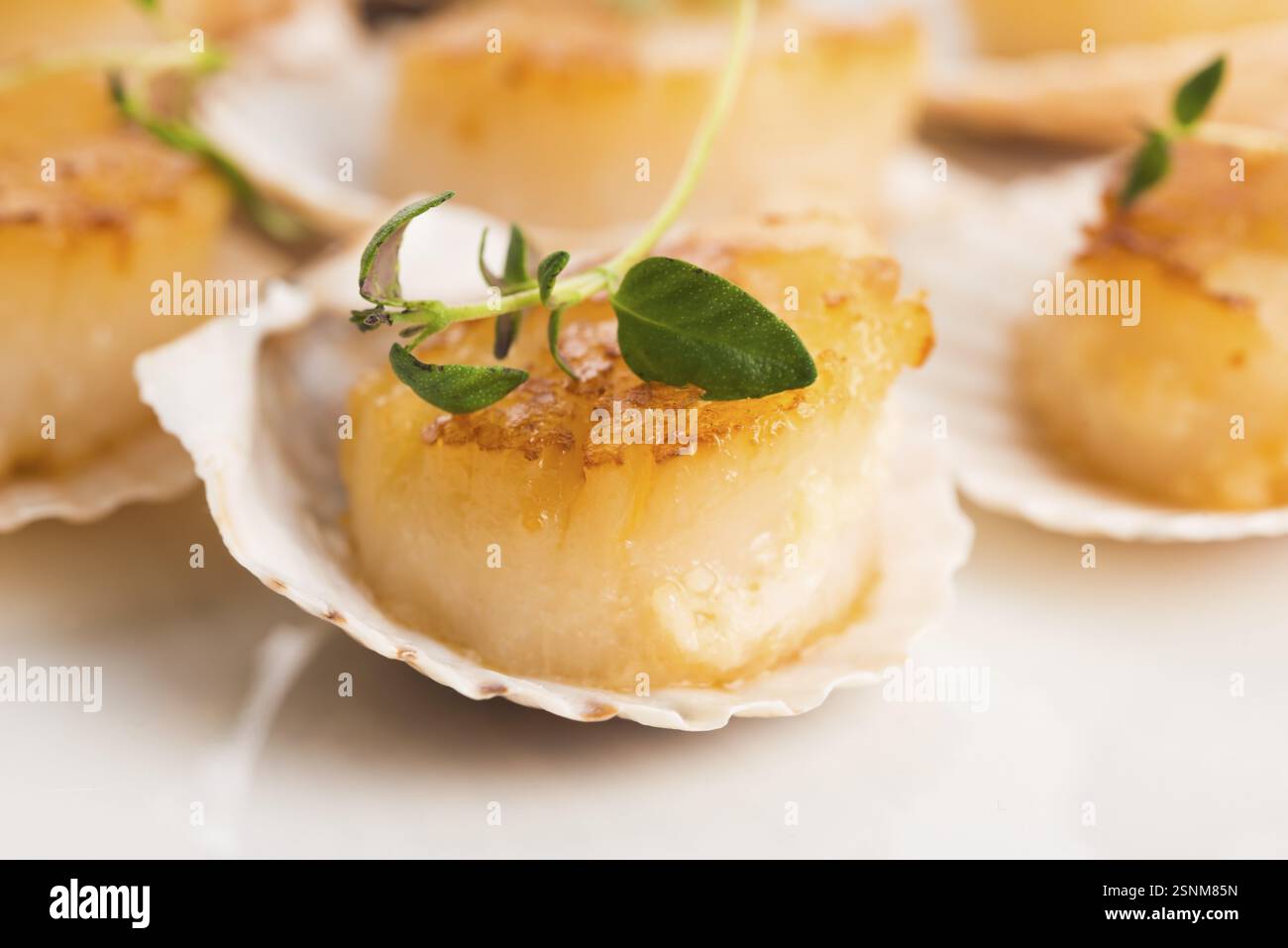 Pecten jacobaeus hi-res stock photography and images - Alamy