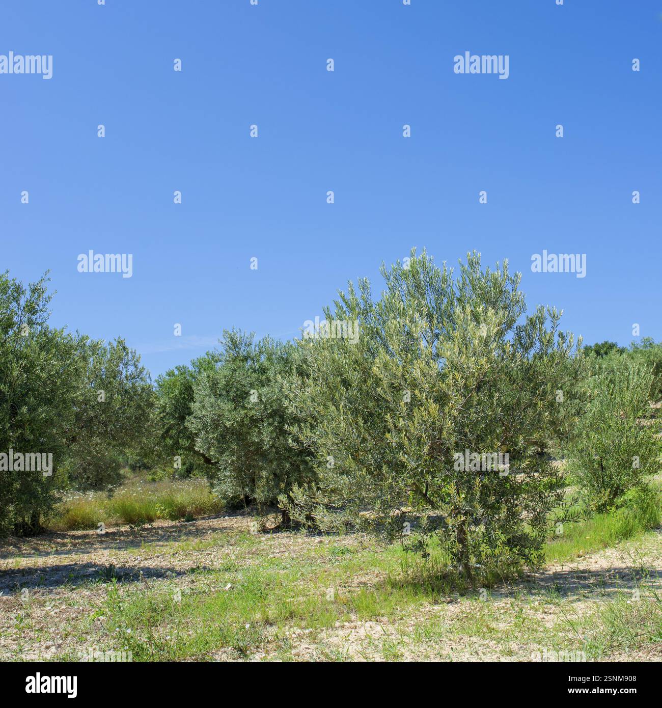 Olive tree plantation Stock Photo - Alamy