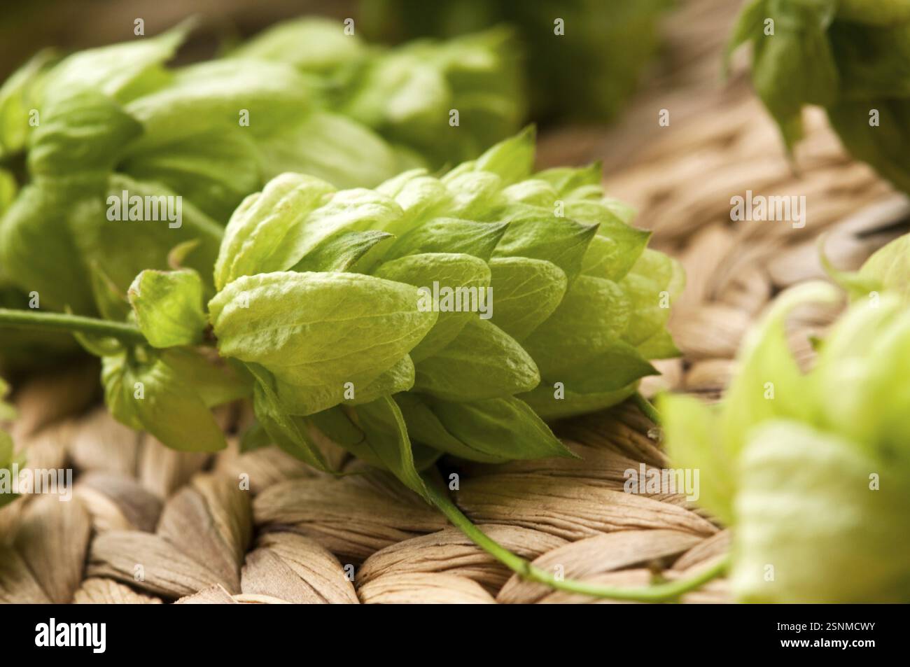 Hop cone and leaves, poland Stock Photo - Alamy