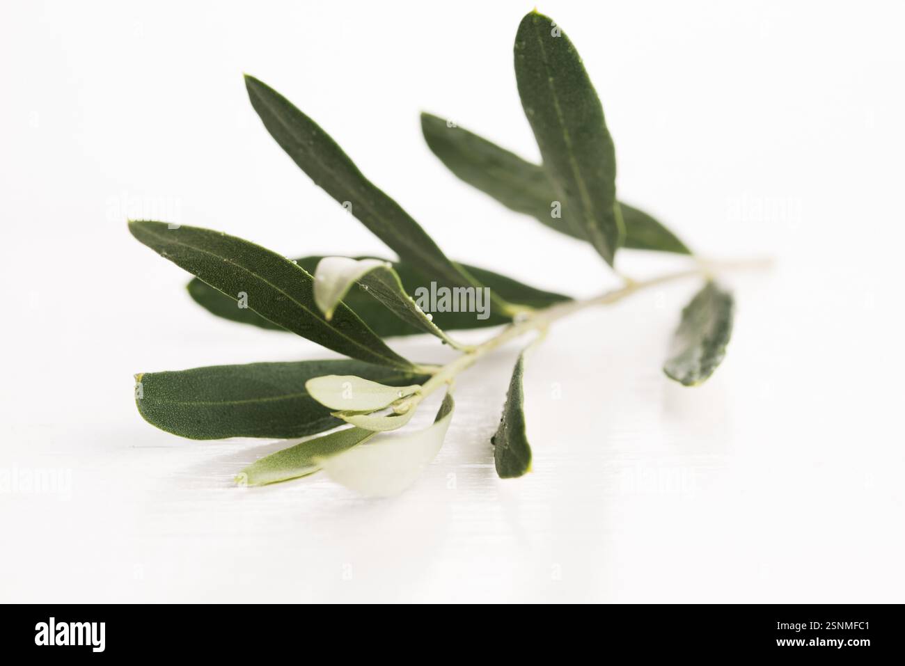 Olive branch green leaves Cut Out Stock Images & Pictures - Alamy