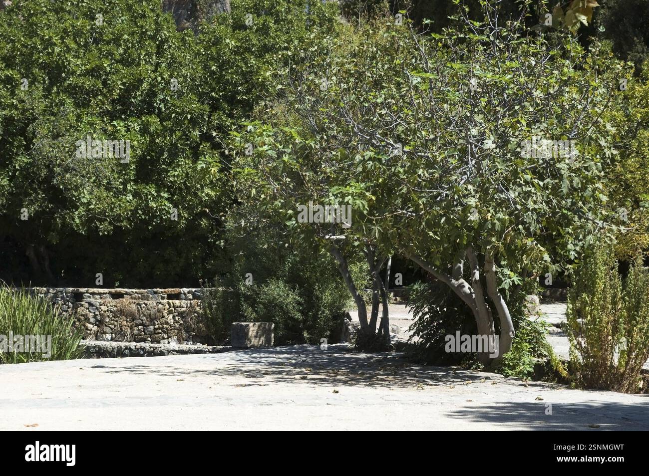 Fig tree and open sky hi-res stock photography and images - Alamy