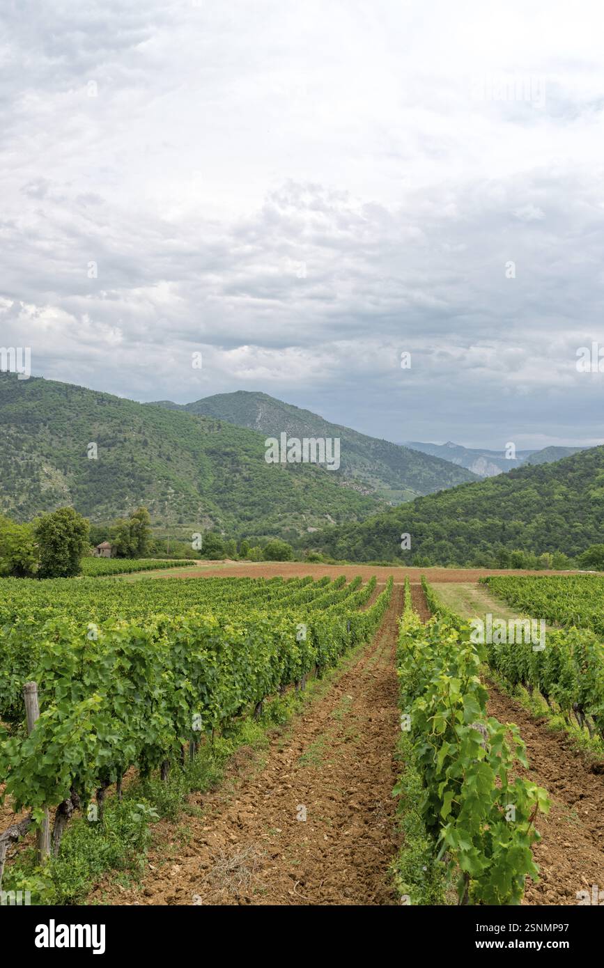Vineyard wineyard grape grapevine hi-res stock photography and images ...