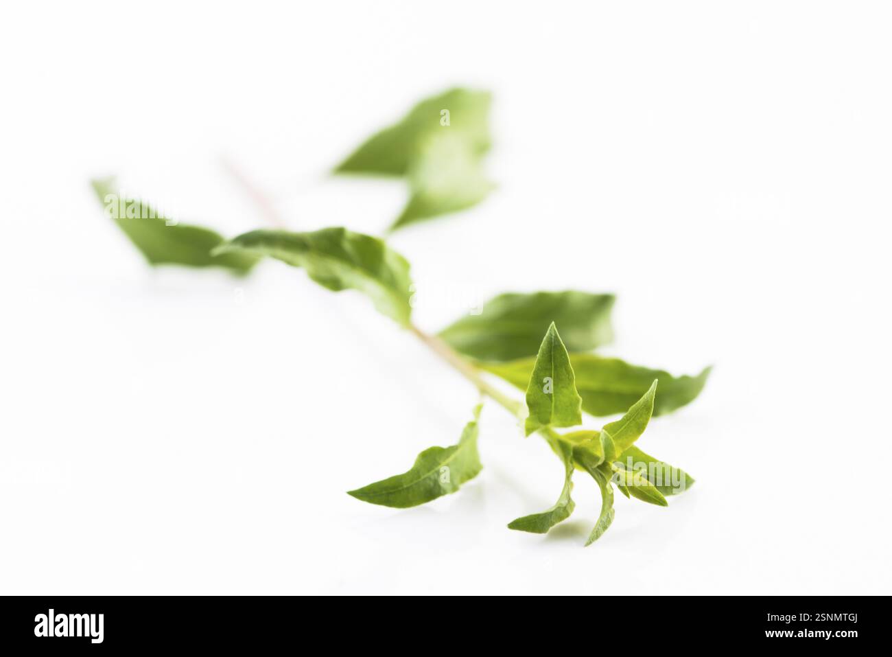 Goji leaf isolated on white background Stock Photo - Alamy