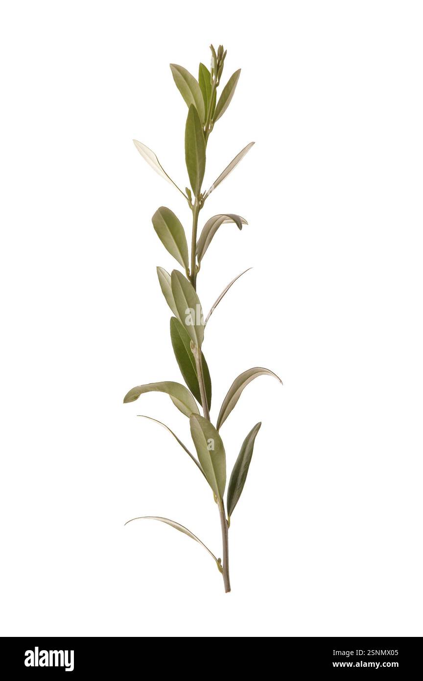 Olive branch isolated on the white background Stock Photo - Alamy