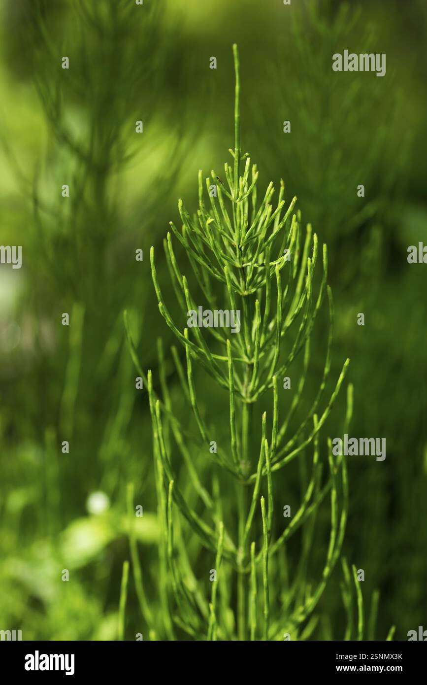 Horsetail (Equisetum) Medicinal plant Stock Photo - Alamy
