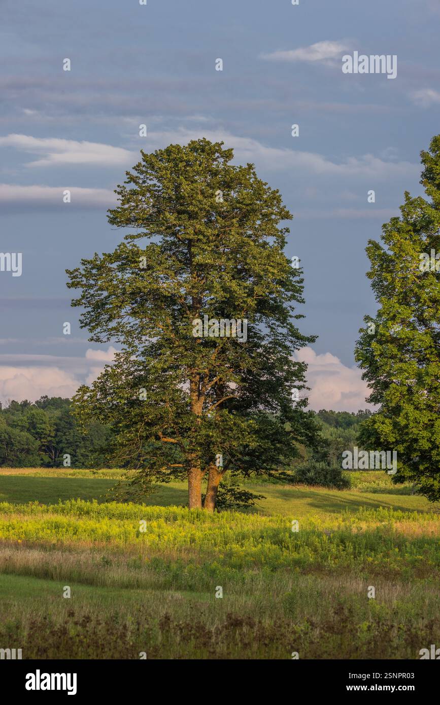 American linden on an August evening in northern Wisconsin Stock Photo ...