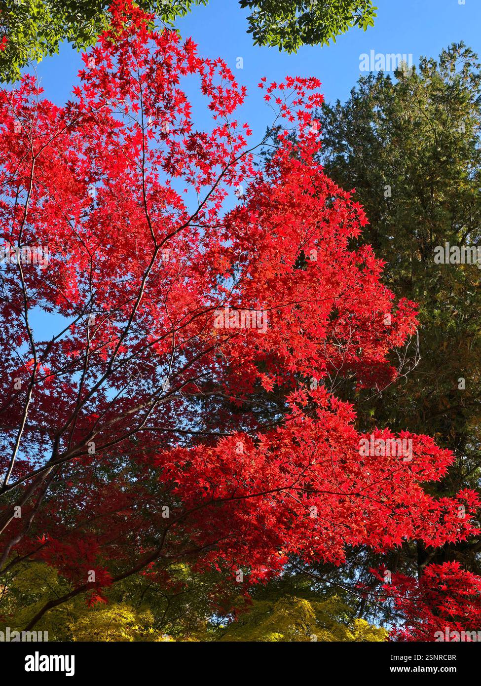 Red Maple trees during autumn in the Herin temple complex in Niiza ...