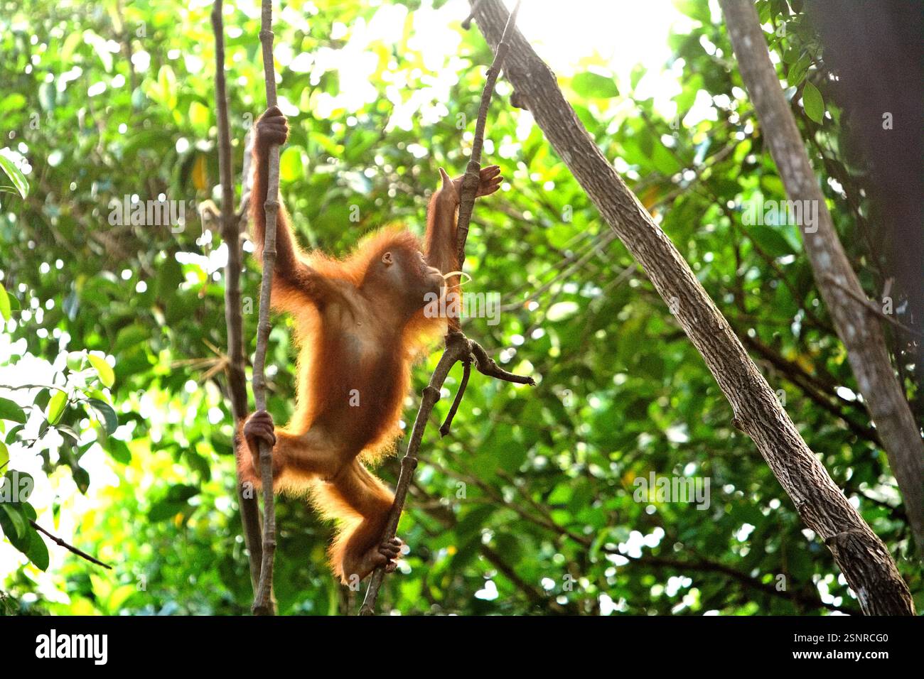 Young orangutan in Rasa Ria Nature Reserve, Kota Kinabalu, Sabah ...