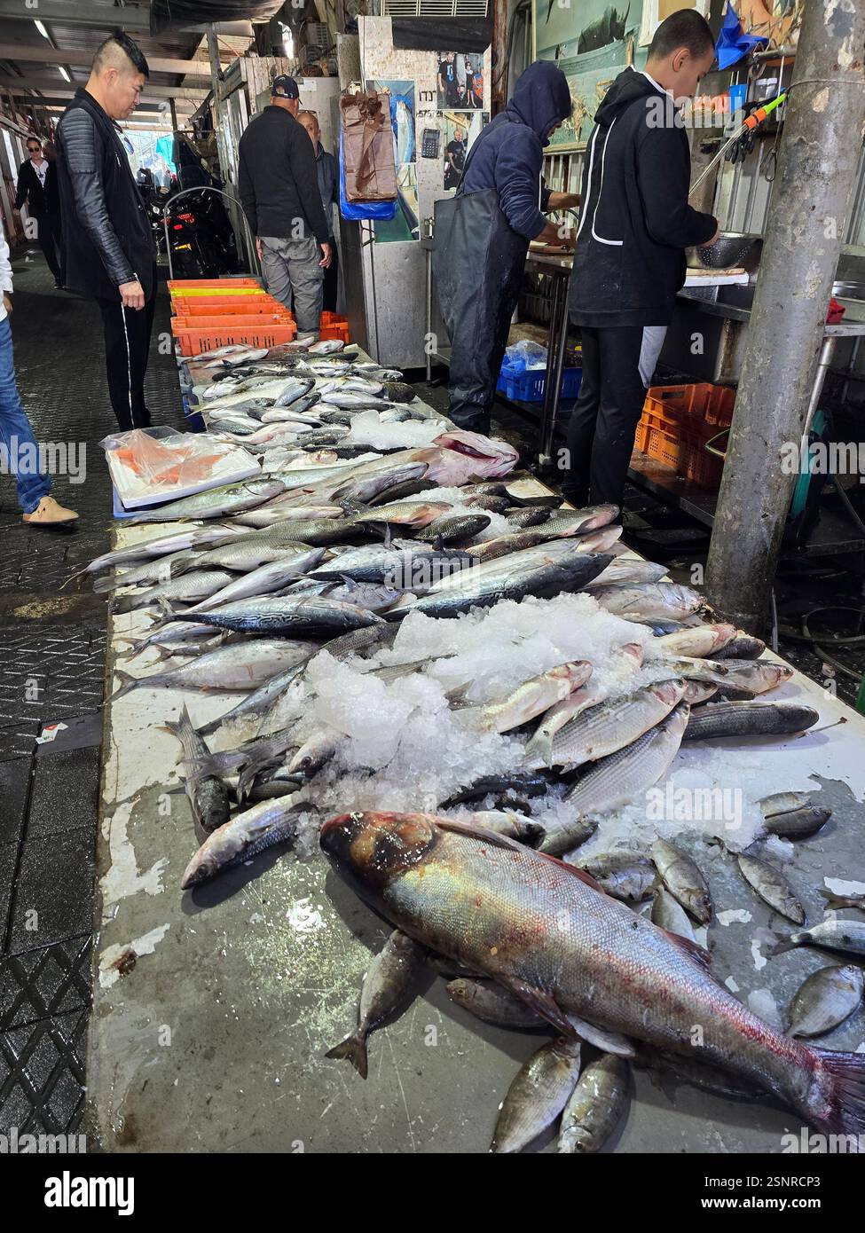 The morning fish & seafood market at the port in Jaffa, Israel Stock ...