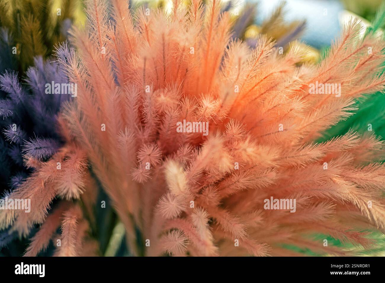natural background delicate pink cream grass. Color of the year Stock ...
