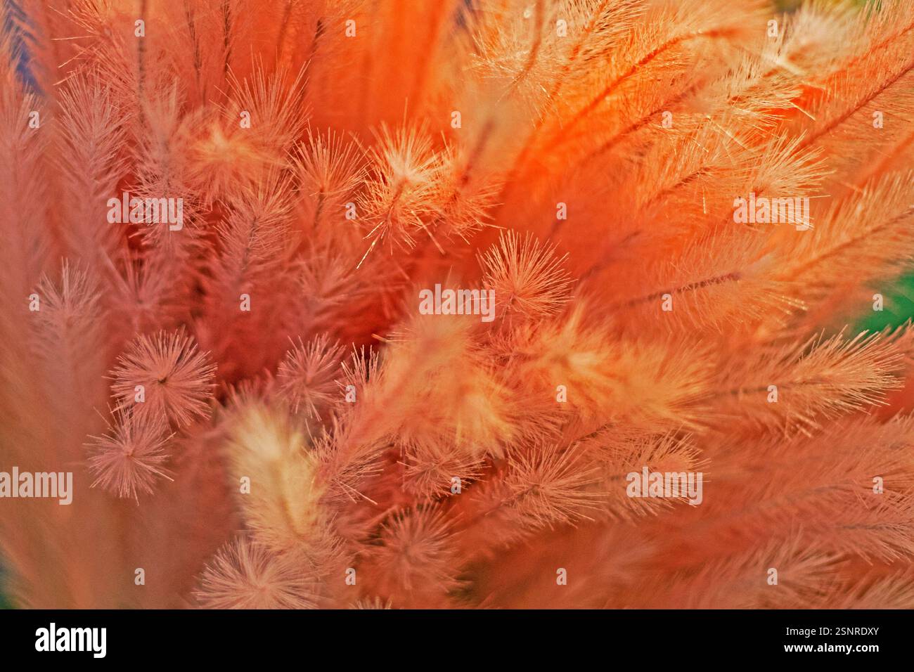 natural background delicate pink cream grass. Color of the year Stock ...