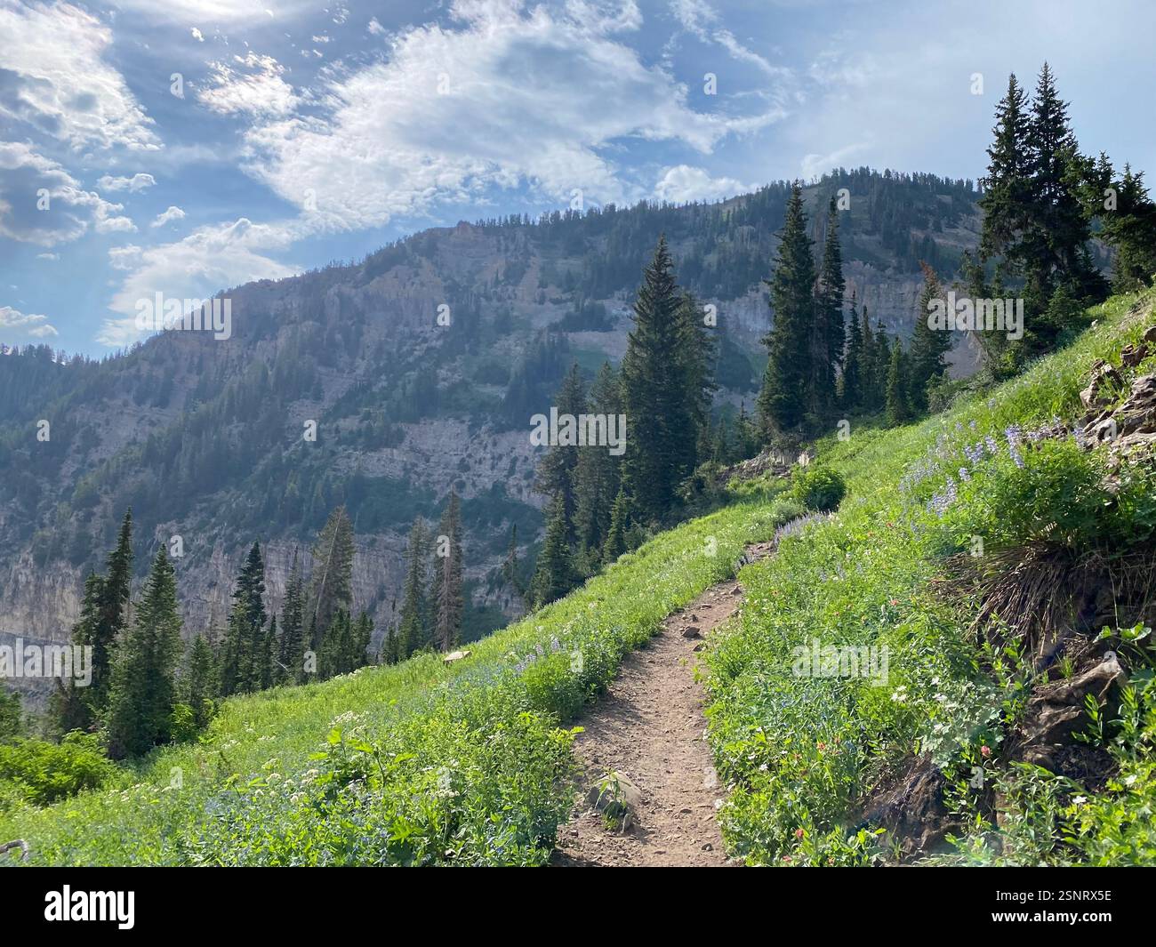 Hiking trail through lush hi-res stock photography and images - Alamy